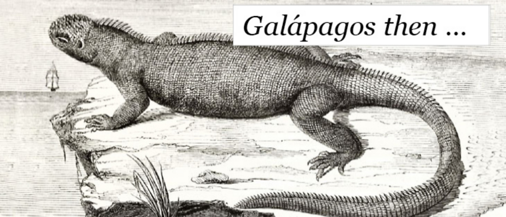 Best Time to Travel to Galapagos | Galapagos Travel | Overseas ...