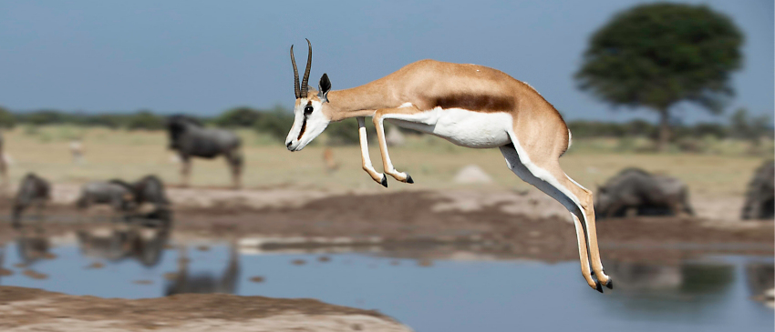 South African National Animal