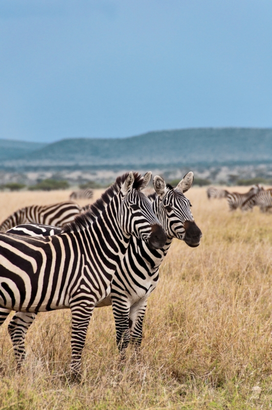 Adventure Travel with O.A.T. | Overseas Adventure Travel - The Leader ...